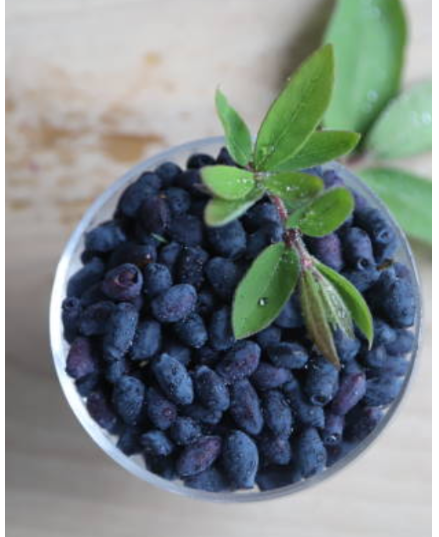 Nature Delivers Through Haskap! – Haskap Highland Orchards